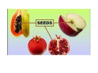 Fruits & seeds | PPTX