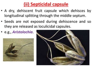 Follicle Fruit Examples