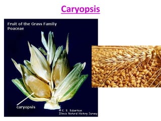 Caryopsis Fruit Examples