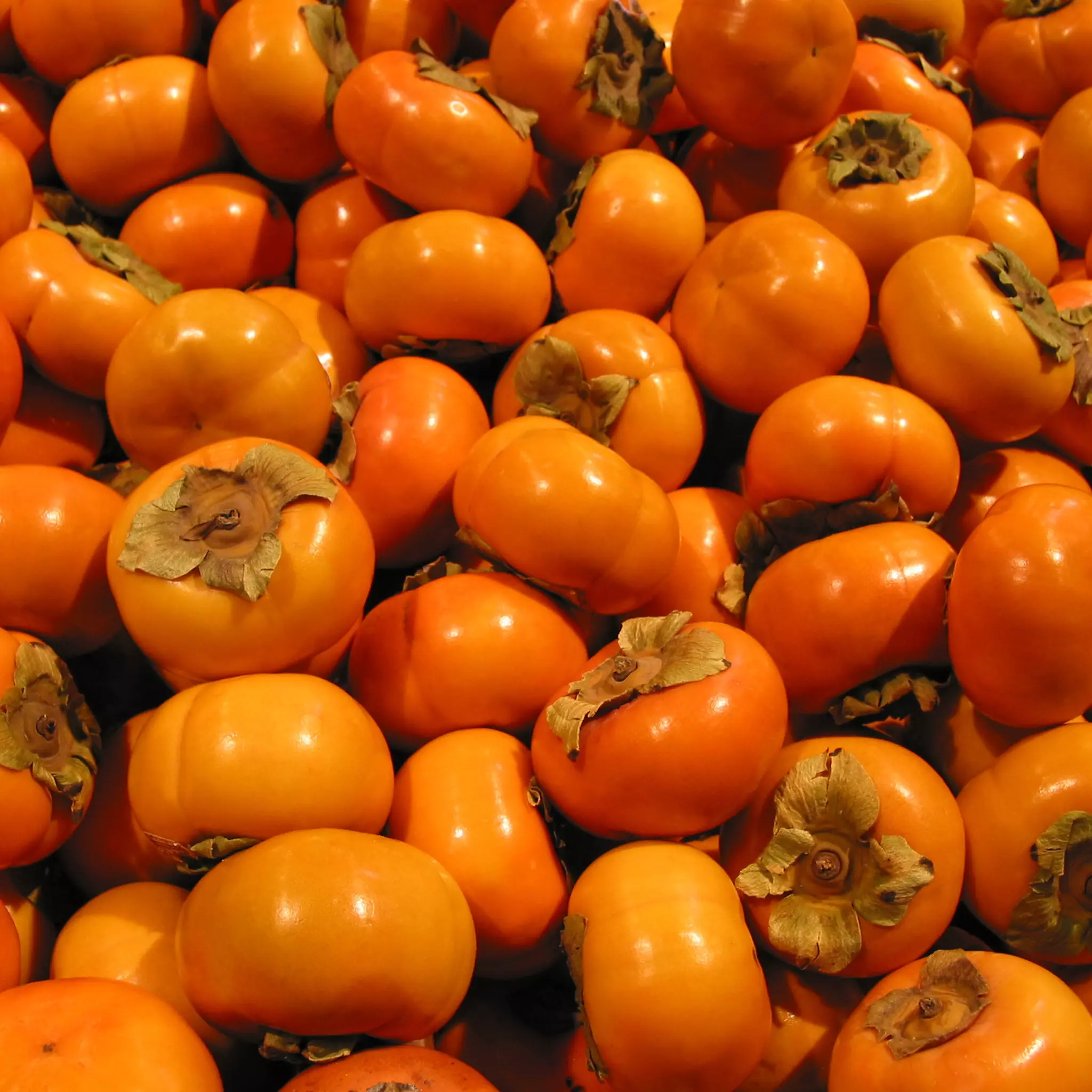 fruits slide show.pdf