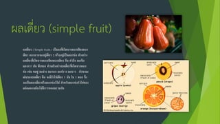 Fruit stucture and fructification 334 group 6 | PDF