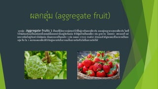 Fruit stucture and fructification 334 group 6 | PDF