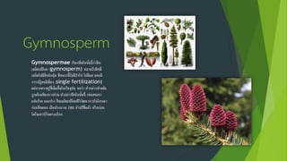 Fruit stucture and fructification 334 group 6 | PDF