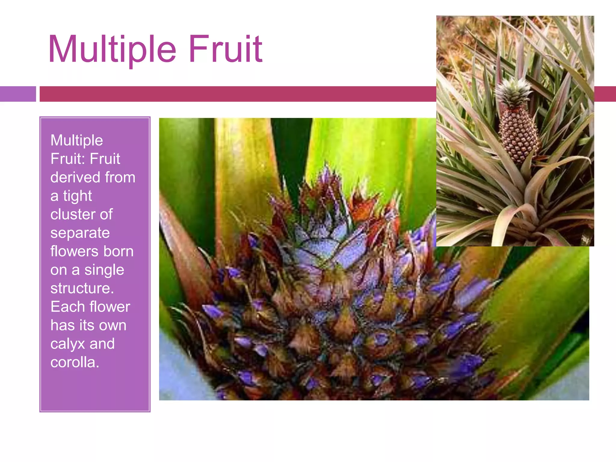 Fruits & vegetables | PPTX