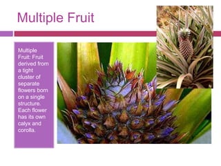 Fruits & vegetables | PPTX