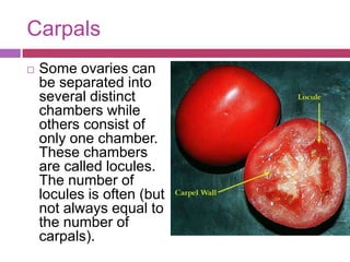 Fruits & vegetables | PPTX