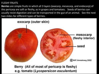 fruits with words.pptx