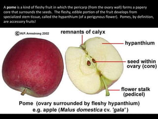 fruits with words.pptx135646464856846546 | PPT