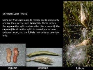 fruits with words.pptx135646464856846546 | PPT