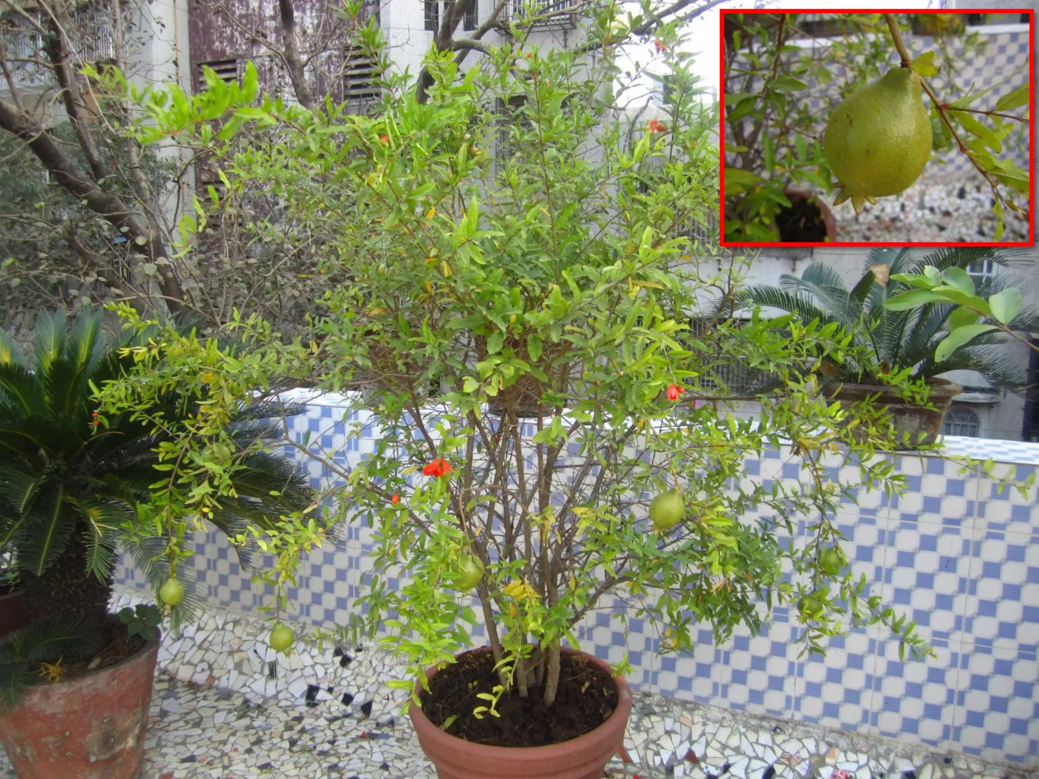 Fruits You Can Grow in the Konkan | PDF