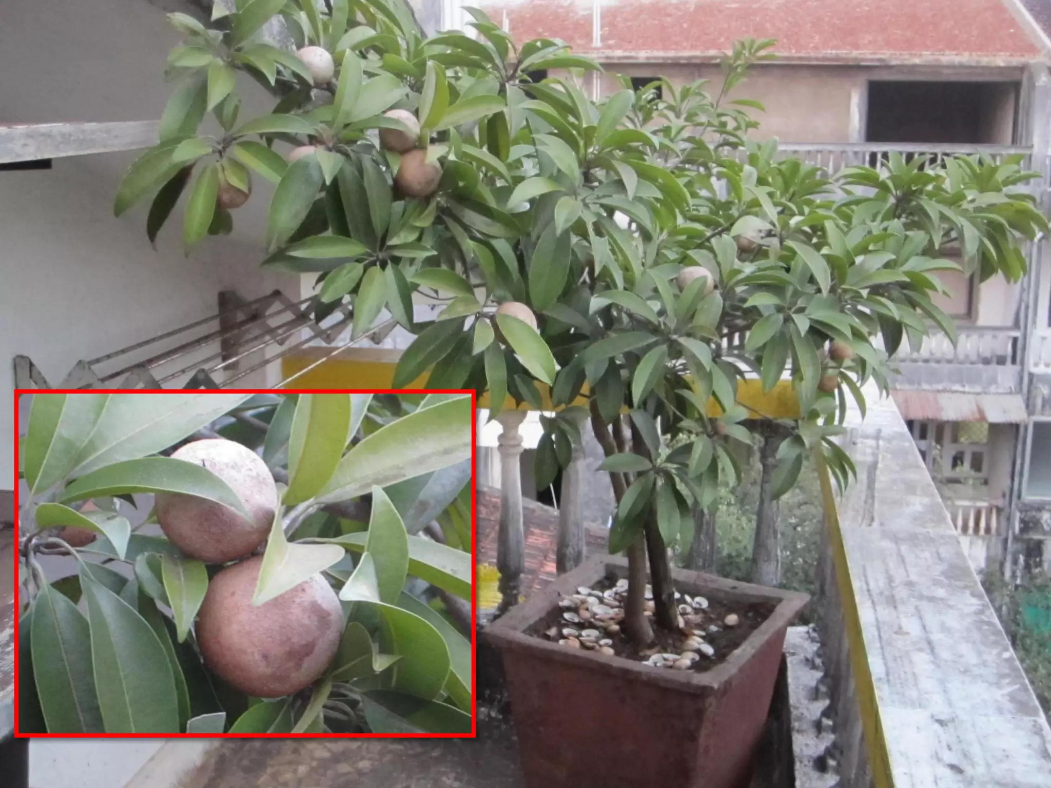 Fruits You Can Grow in the Konkan | PDF
