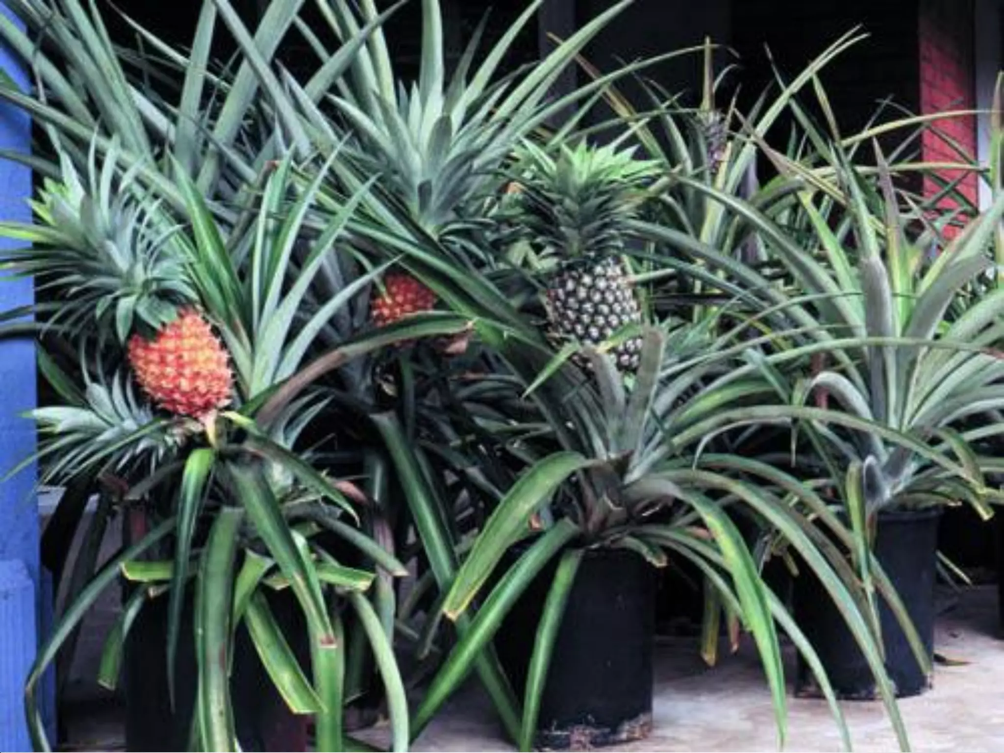Fruits You Can Grow in the Konkan | PDF