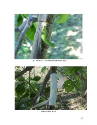 Fruit Training Manual (.pdf