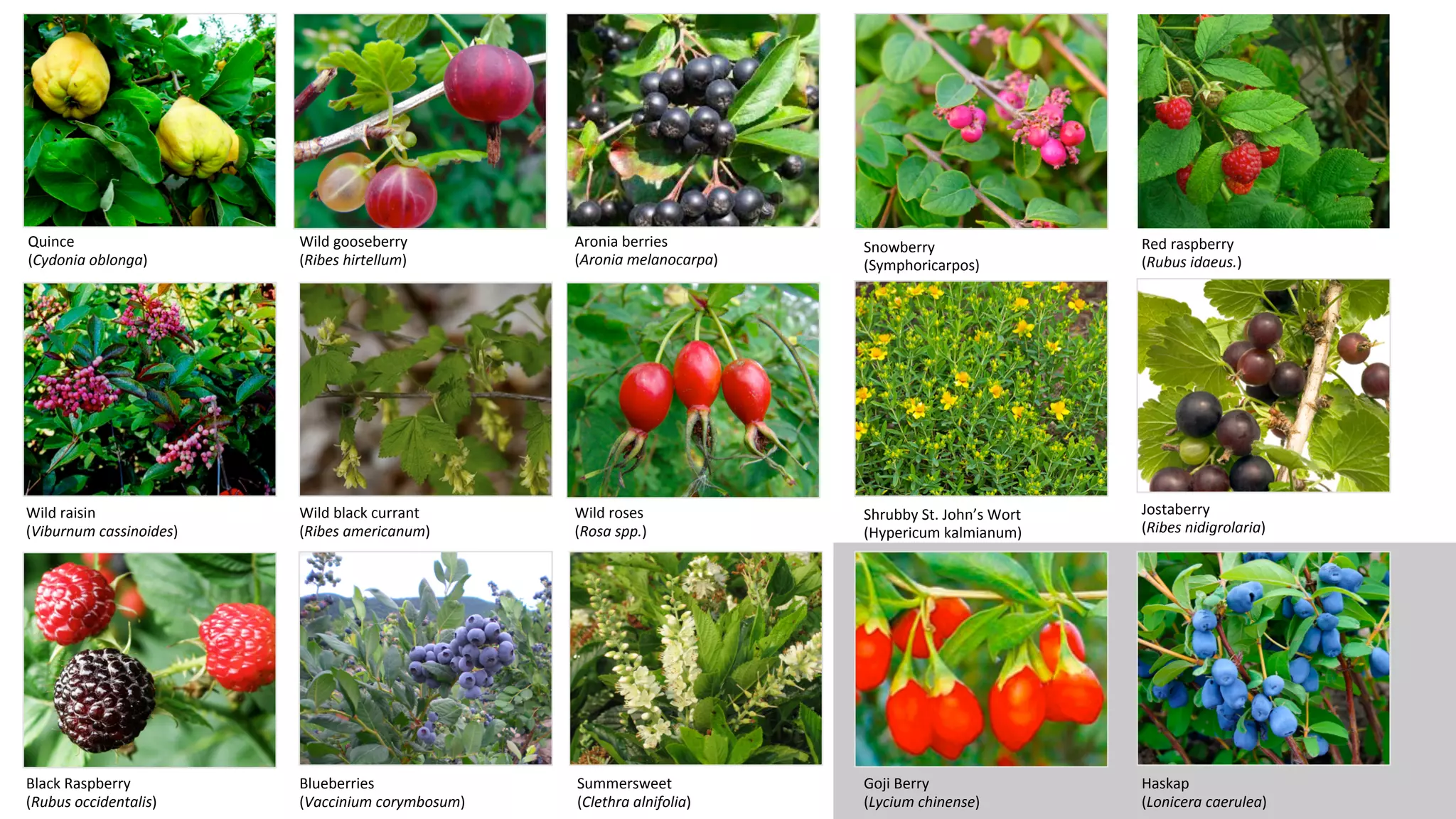 Food forests: fruit & nut tree guilds | PDF