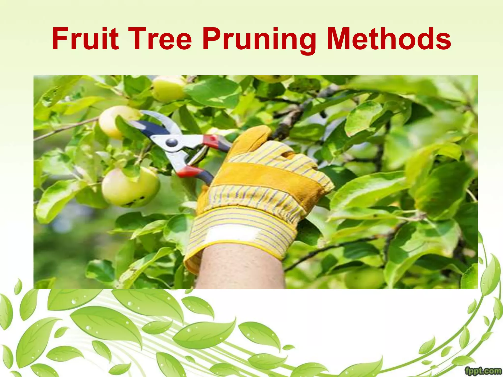 Fruit tree pruning methods - Tree Care | PPTX | Woodworking | Arts and Crafts