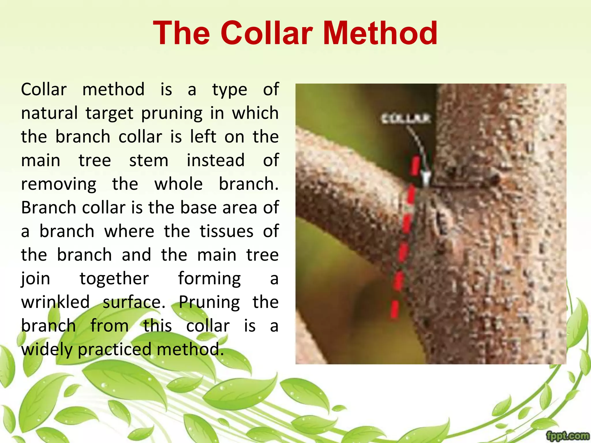 Fruit tree pruning methods - Tree Care | PPTX | Woodworking | Arts and Crafts