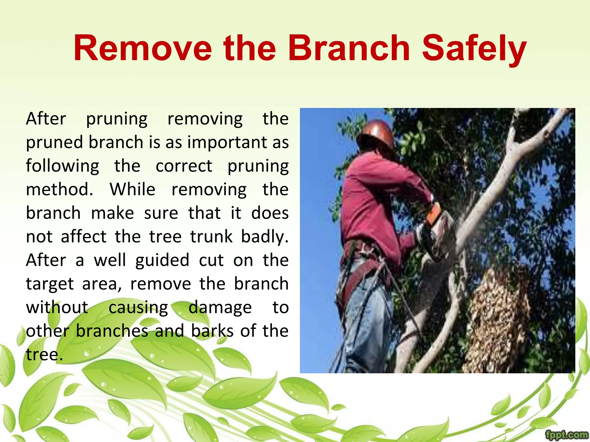Fruit tree pruning methods - Tree Care | PPTX | Woodworking | Arts and Crafts