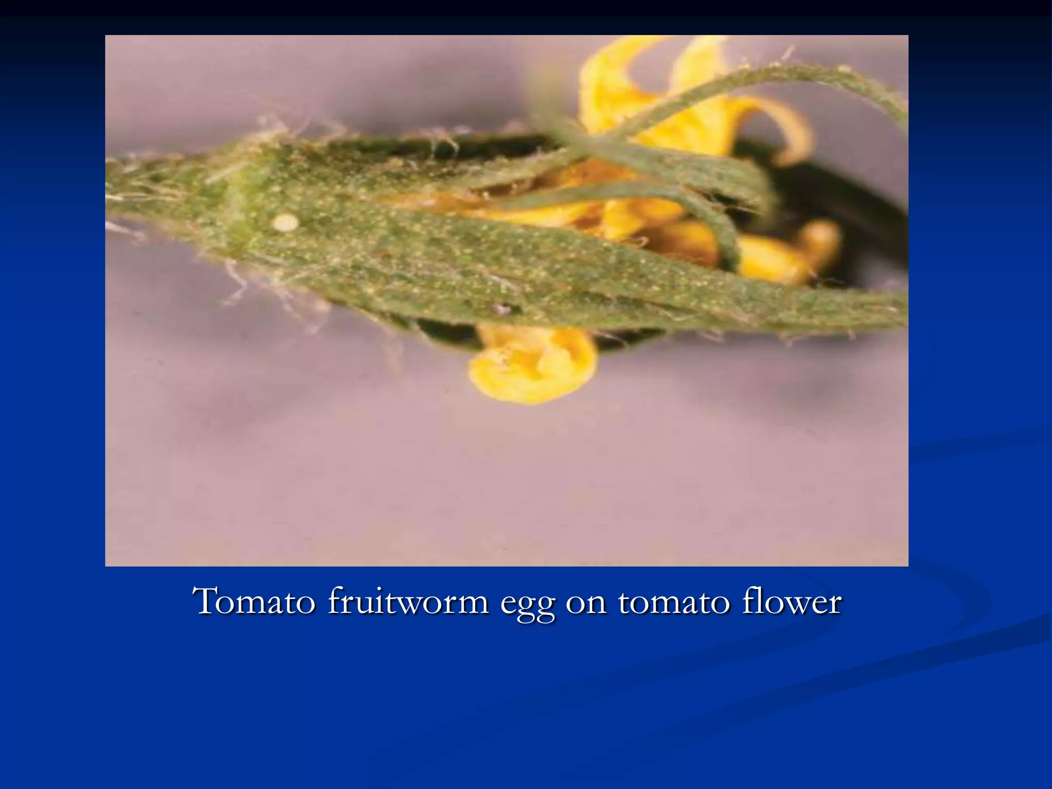 Fruitworms of vegetable | PPT