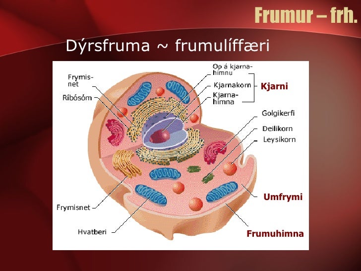 Frumur