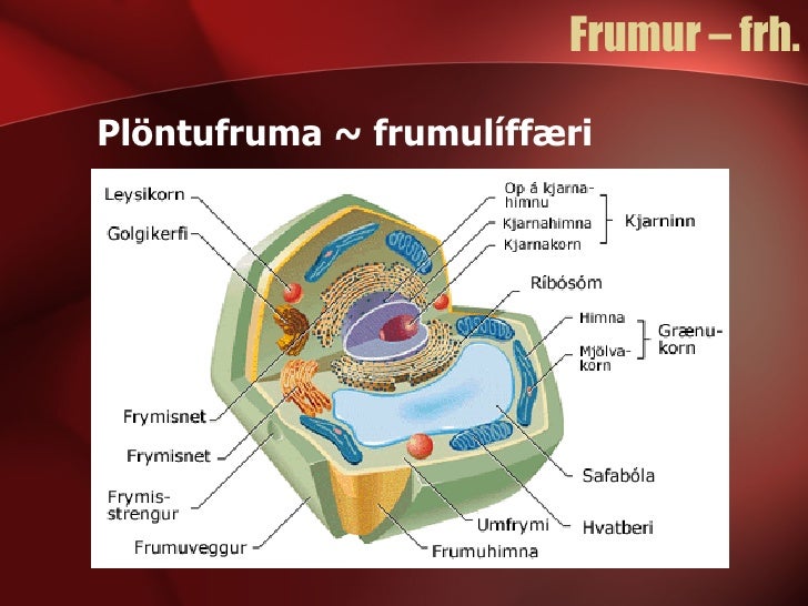 Frumur