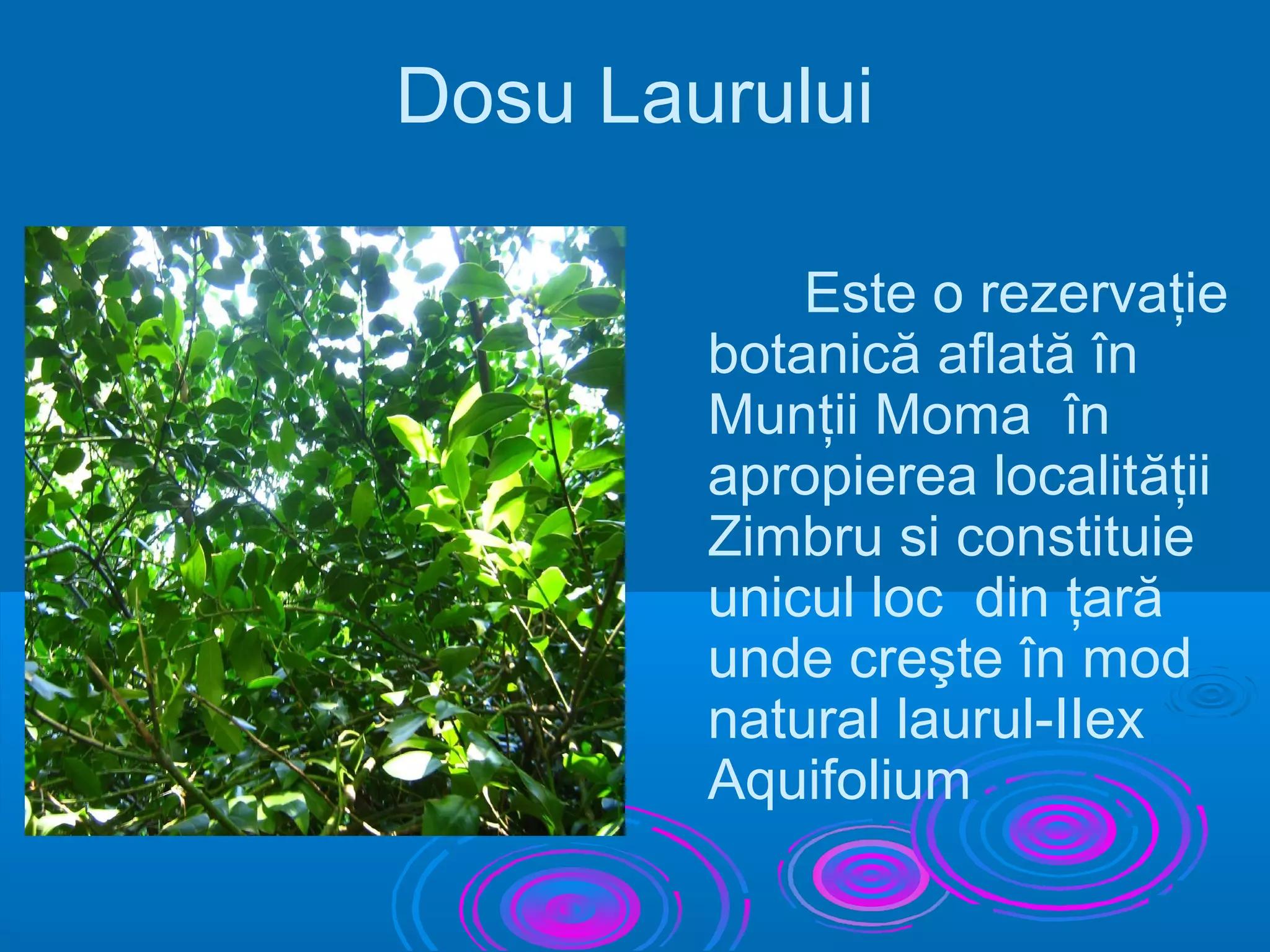 Frumusetile comunei gurahont | PPT