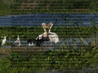 Frumusetile patriei | PPT