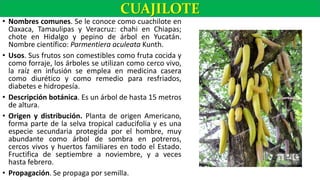 Frutales tropicales de tabasco | PPTX