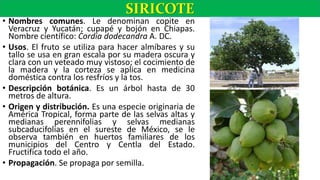 Frutales tropicales de tabasco | PPTX