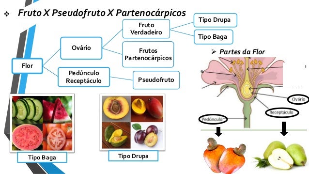 Frutas e frutos- Tomate, Abacate e Coco