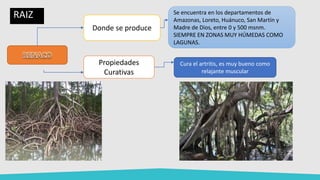 FRUTAS,PLANTAS,VERDURAS,COMO TERAPIA.pptx
