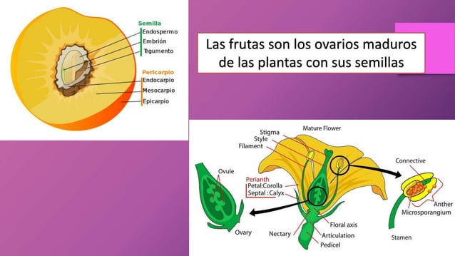 frutas y hortaliza unidad 6-convertido.pptx
