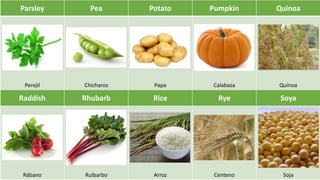 Fruits & Vegetables | PPTX