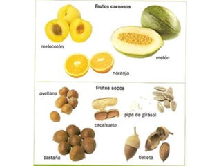 Frutos Carnosos Y Secos
