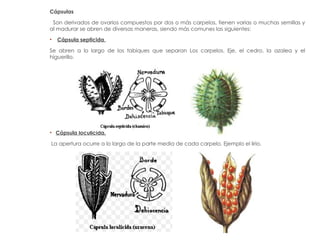 fruto. botánica, anatomía y funcionamiento | PPTX