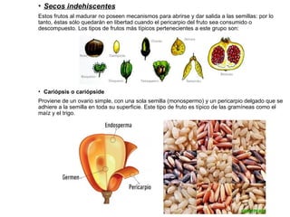 fruto. botánica, anatomía y funcionamiento | PPTX