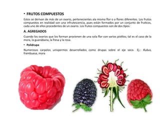 fruto. botánica, anatomía y funcionamiento | PPTX