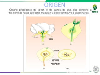 fruto. botánica, anatomía y funcionamiento | PPTX