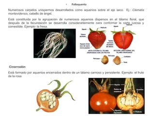 fruto. botánica, anatomía y funcionamiento | PPTX