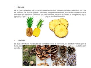fruto. botánica, anatomía y funcionamiento | PPTX