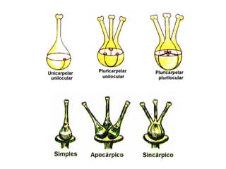 fruto. botánica, anatomía y funcionamiento | PPTX