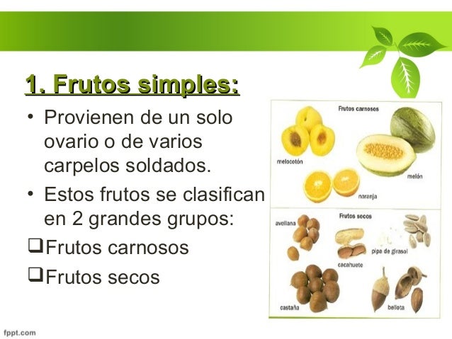 Fruto1
