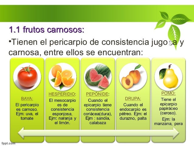 Fruto1