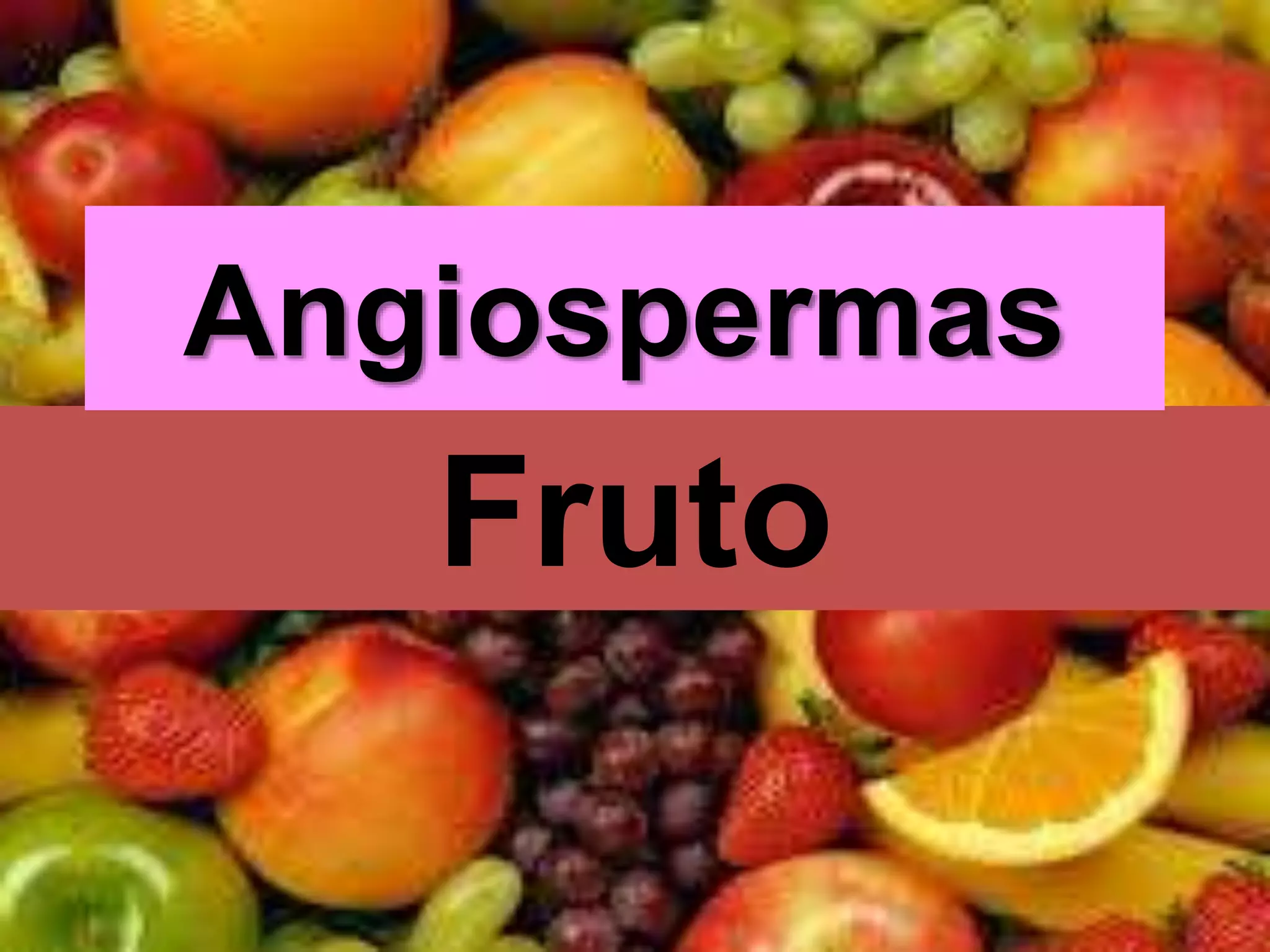 FRUTO-ANGIOSPERMAS | PPTX
