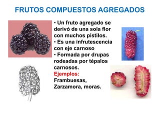 Fruto clase | PPTX