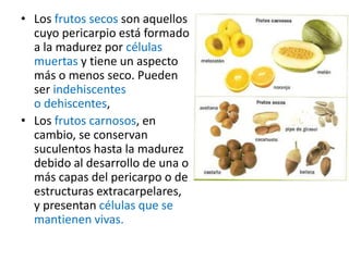 Frutos Carnosos Y Secos