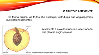 Fruto e semente - Organografia Vegetal | PPTX