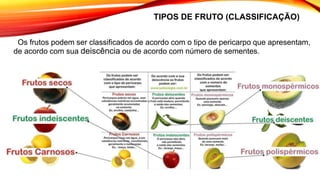Fruto e semente - Organografia Vegetal | PPTX