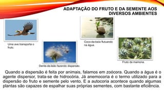 Fruto e semente - Organografia Vegetal | PPTX