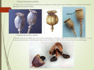 Fruto | PPTX