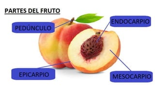 Frutos | PPTX